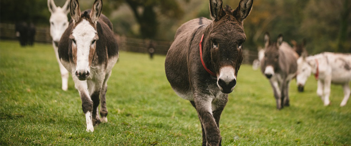 dorset’s secret donkey paradise - Dorset Cereals