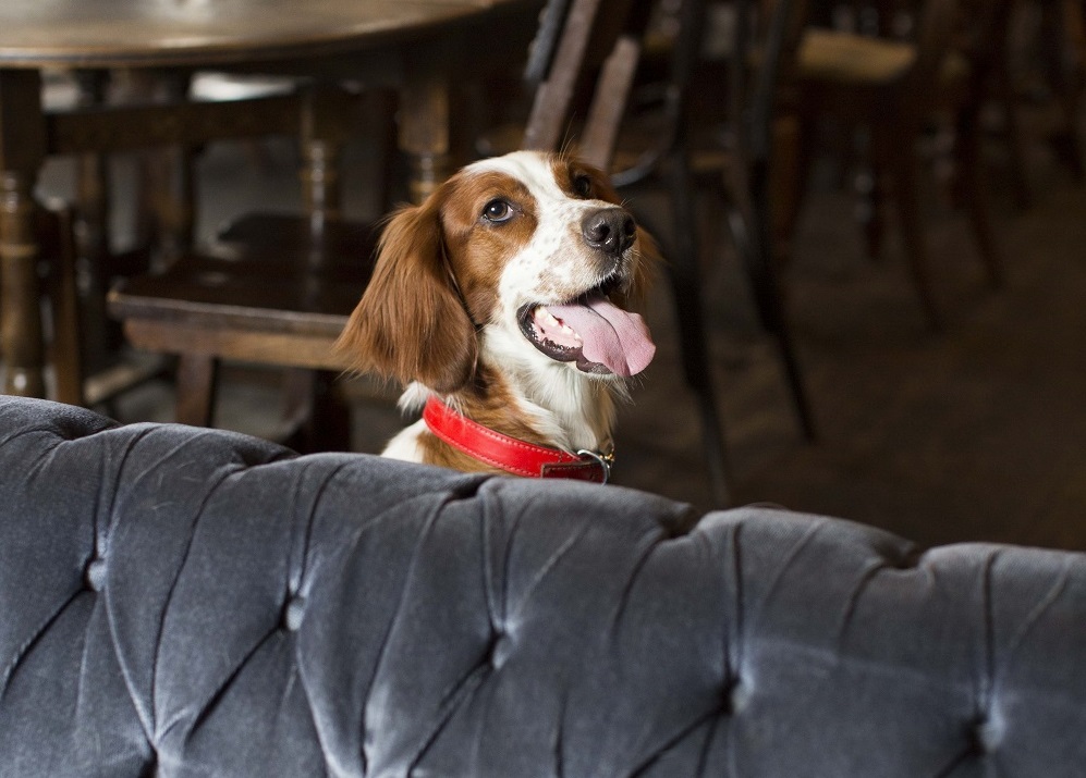 the ‘ruff guide’ to pub walks with dogs - Dorset Cereals